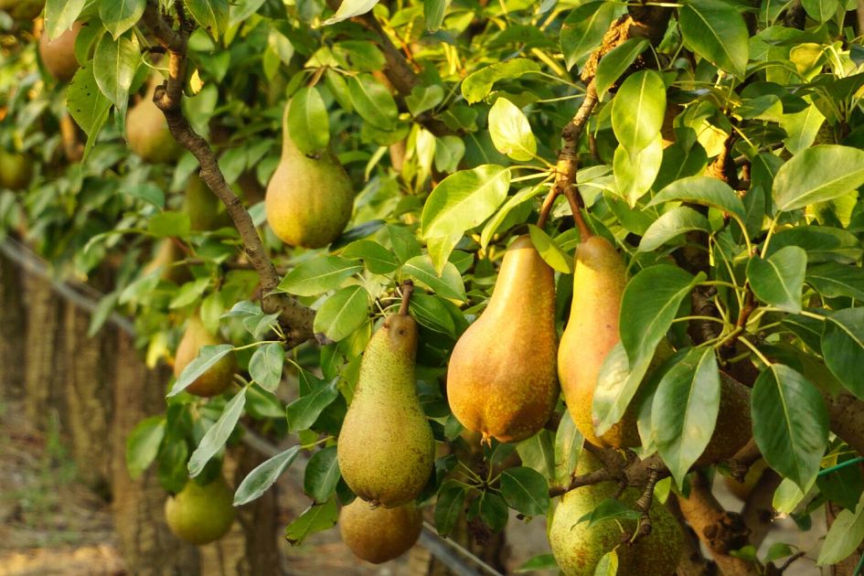 Produzione di pere in Italia: che crollo... • Nove da Firenze