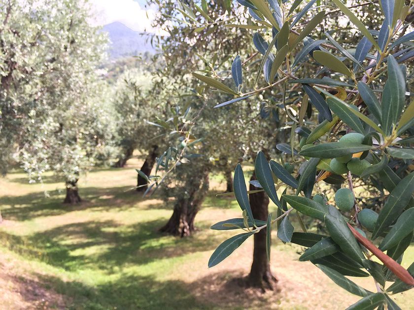 Seminarista francese muore lavorando in una oliveta • Nove da Firenze