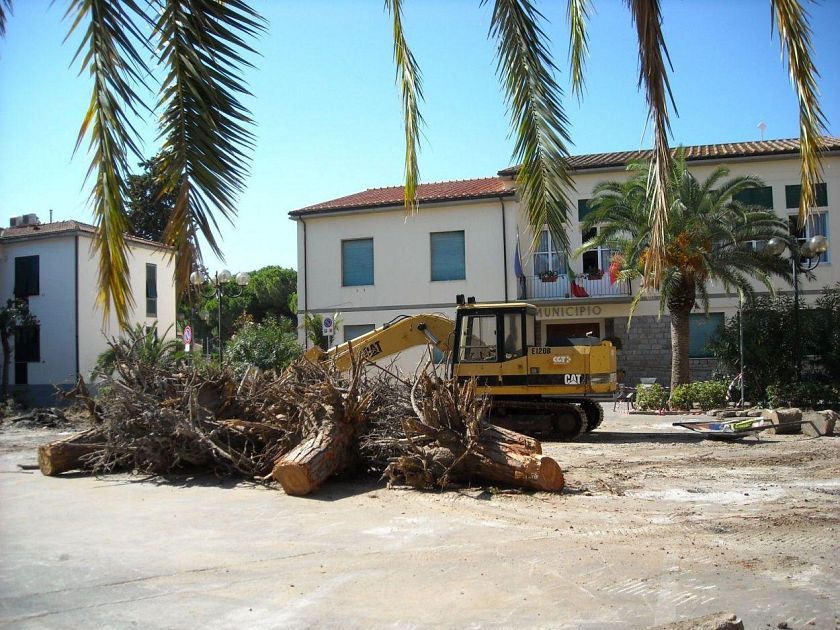 Il Taglio dei pini a Marina di Campo | Cultura Isola d'Elba