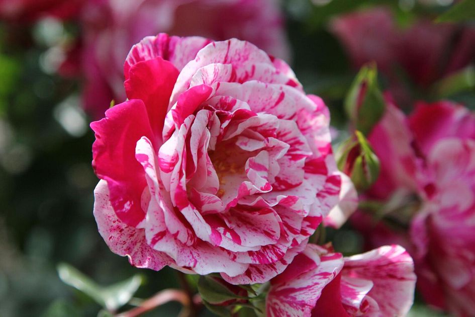 Firenze Flowers Show 2023 al Giardino Corsini • Nove da Firenze