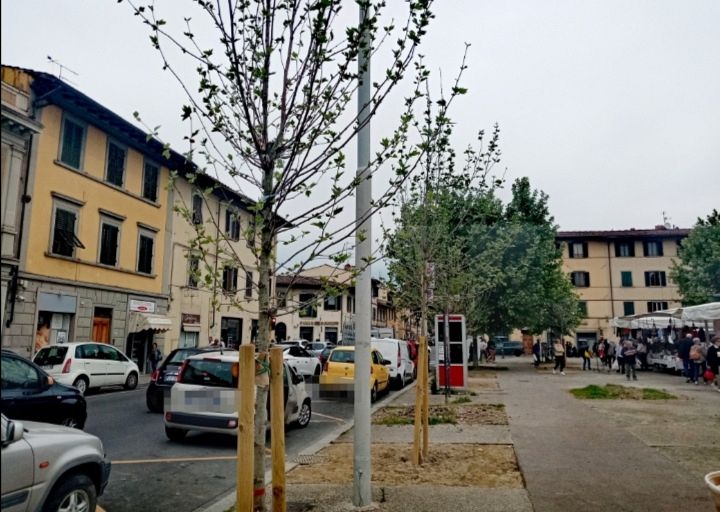 Galluzzo: nuovi alberi in piazza Acciaioli • Nove da Firenze