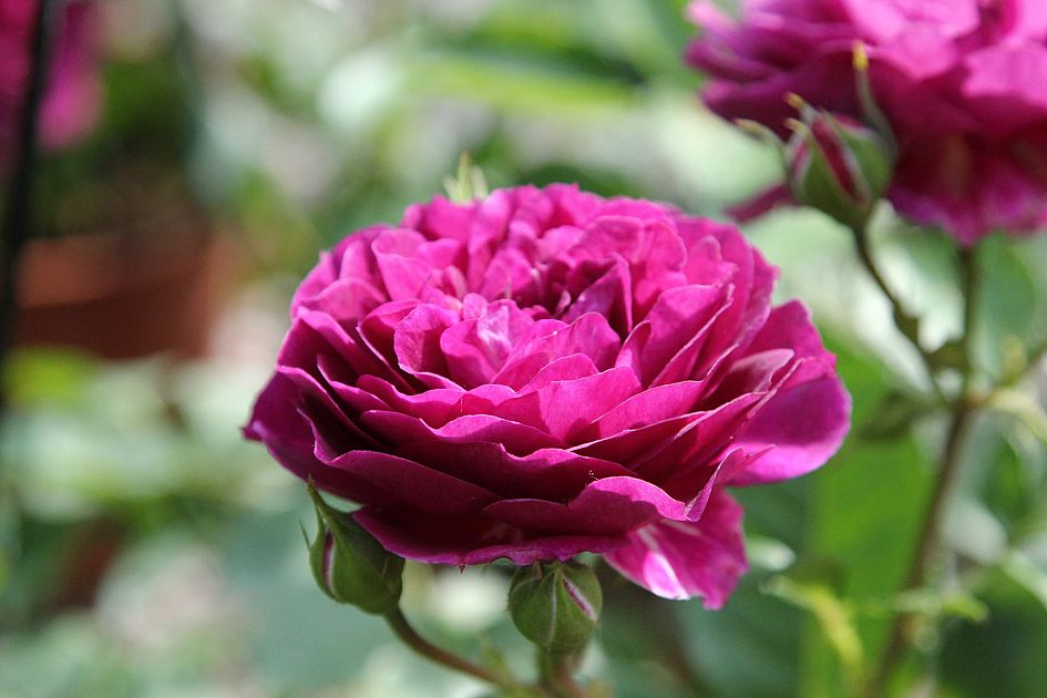 Torna il Firenze Flower Show • Nove da Firenze