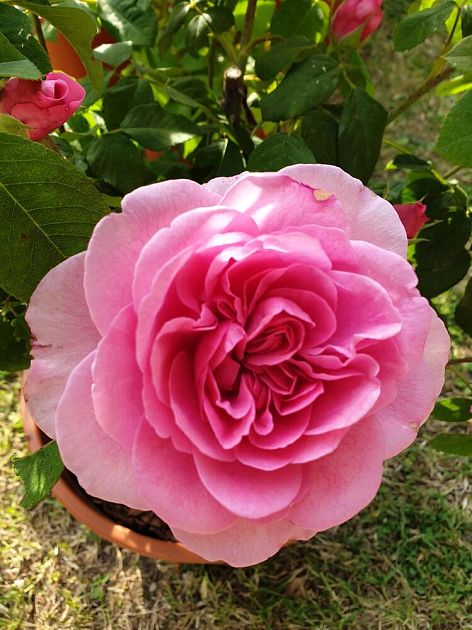 Firenze Flower Show: Giardino Corsini 12-13 settembre • Nove da Firenze