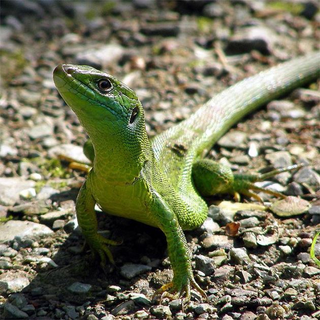 Canti, colori, veleni e squame: vita segreta di Anfibi e Rettili ...